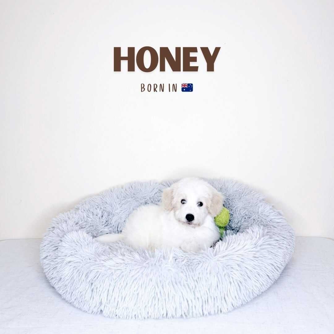 All Available Puppies - Puppy Singapore